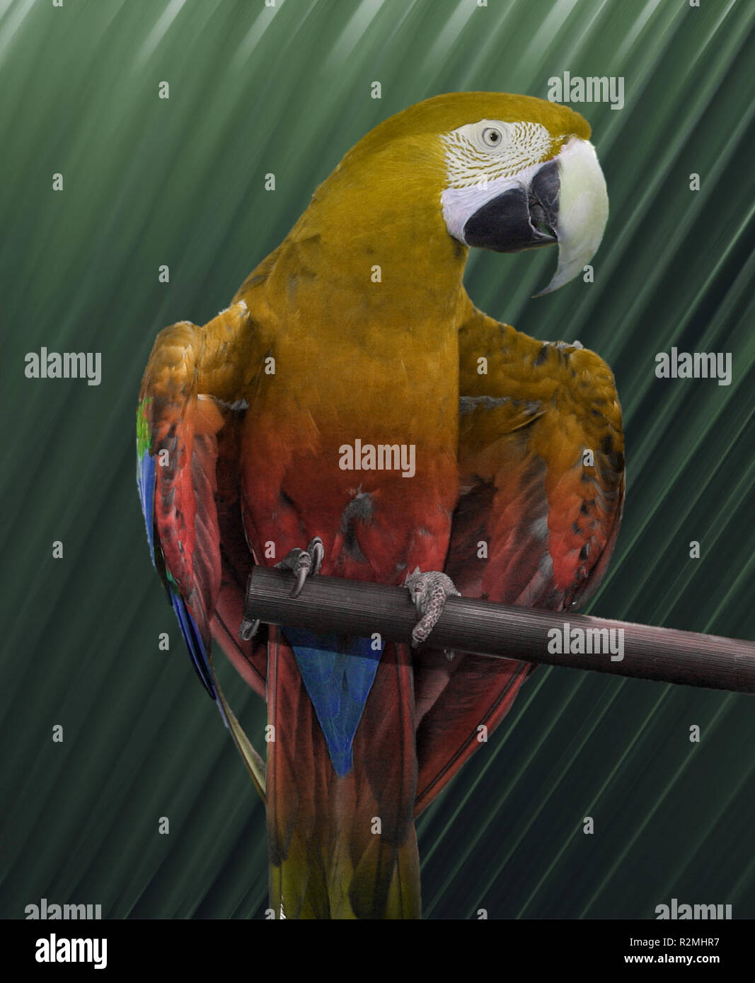 Paradise parrot hi-res stock photography and images - Alamy