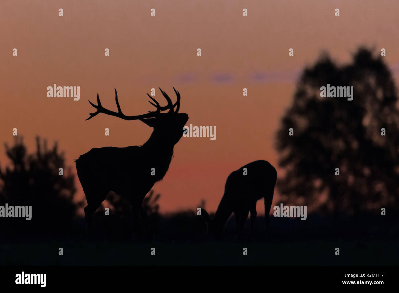 Male roaring at sunset hi-res stock photography and images - Alamy