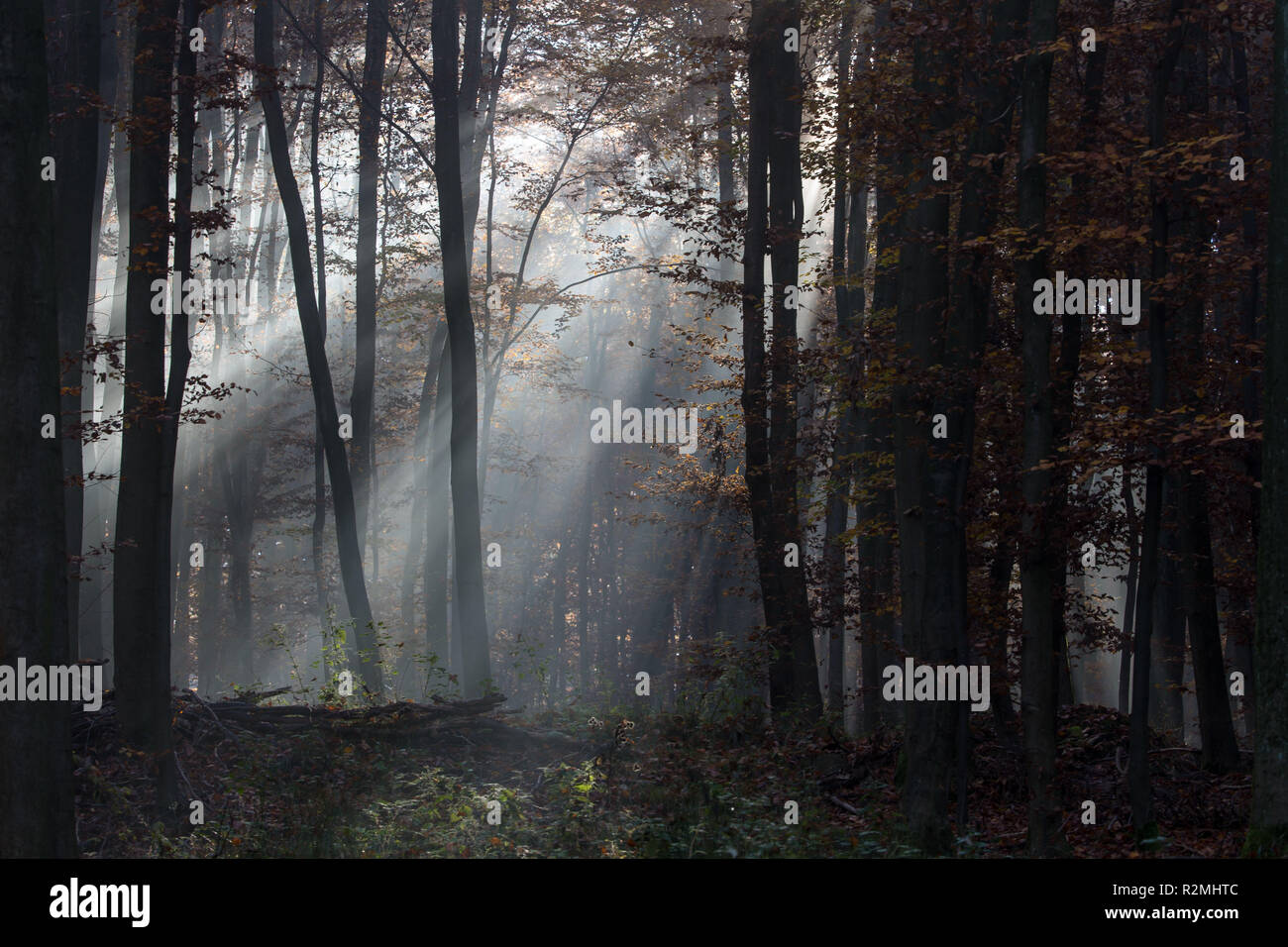 Morning haze nature hi-res stock photography and images - Alamy