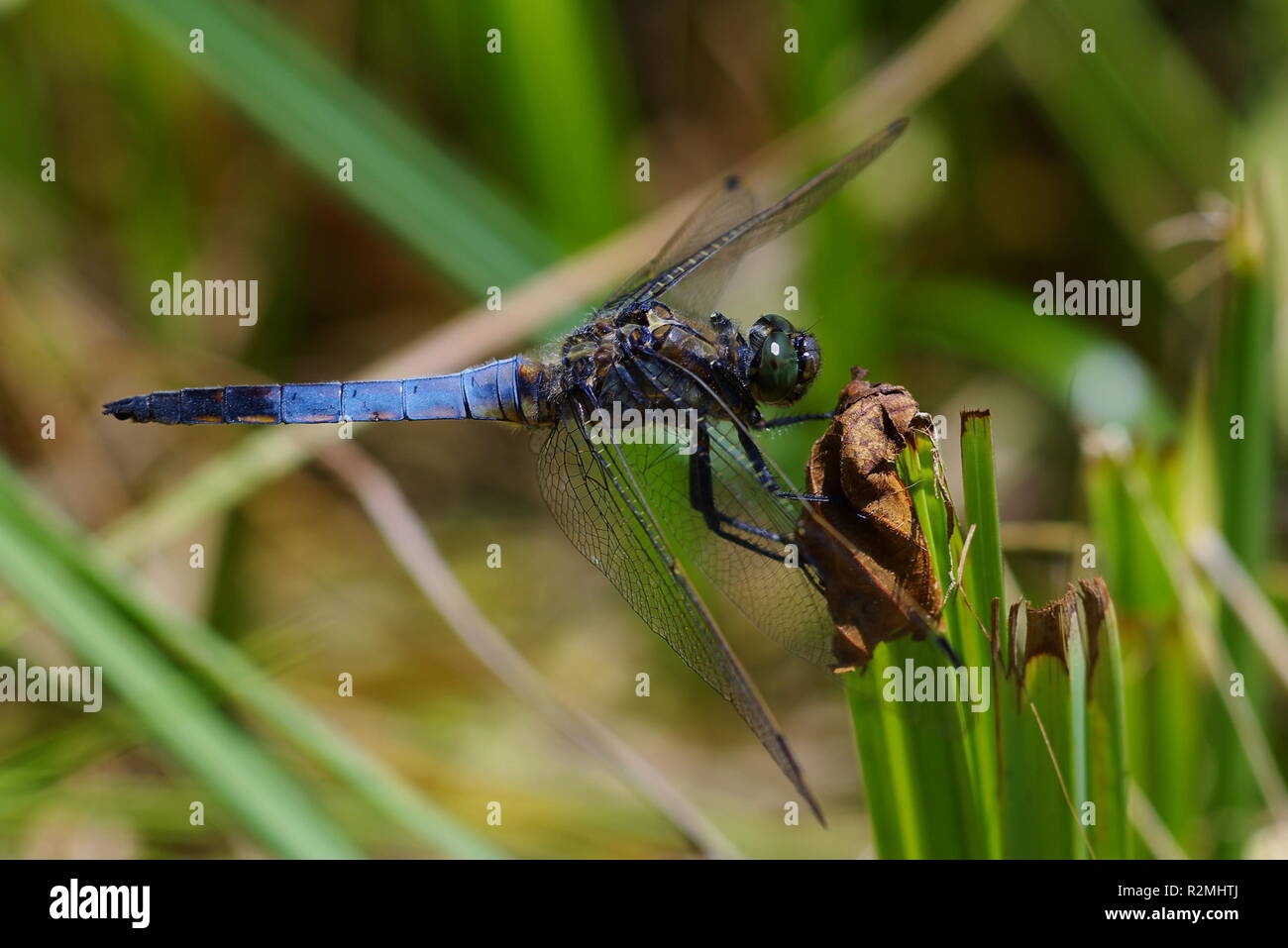 Four wing insects hi-res stock photography and images - Alamy