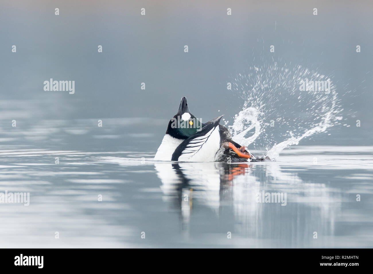 Courting hi-res stock photography and images - Alamy