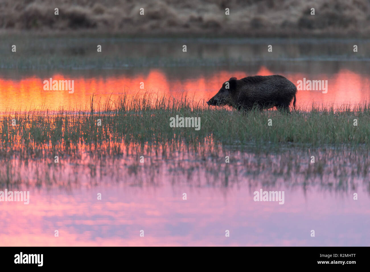 Wild boar in the water Stock Photo - Alamy