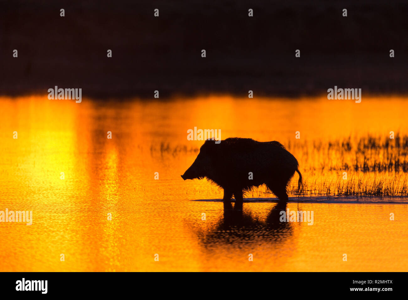 Boar in the water at sunset hi-res stock photography and images - Alamy