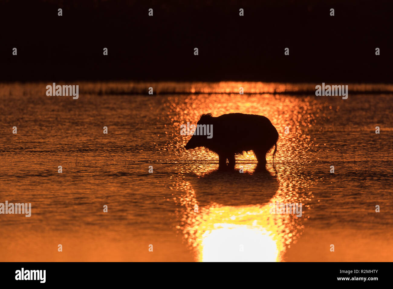 Boar in the water at sunset Stock Photo - Alamy
