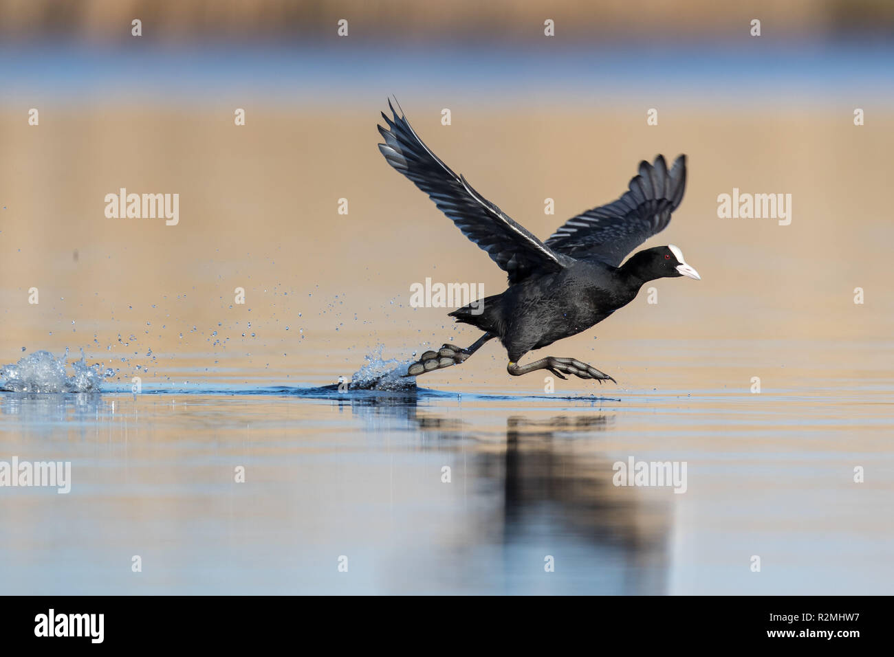 Coot flying up Stock Photo - Alamy