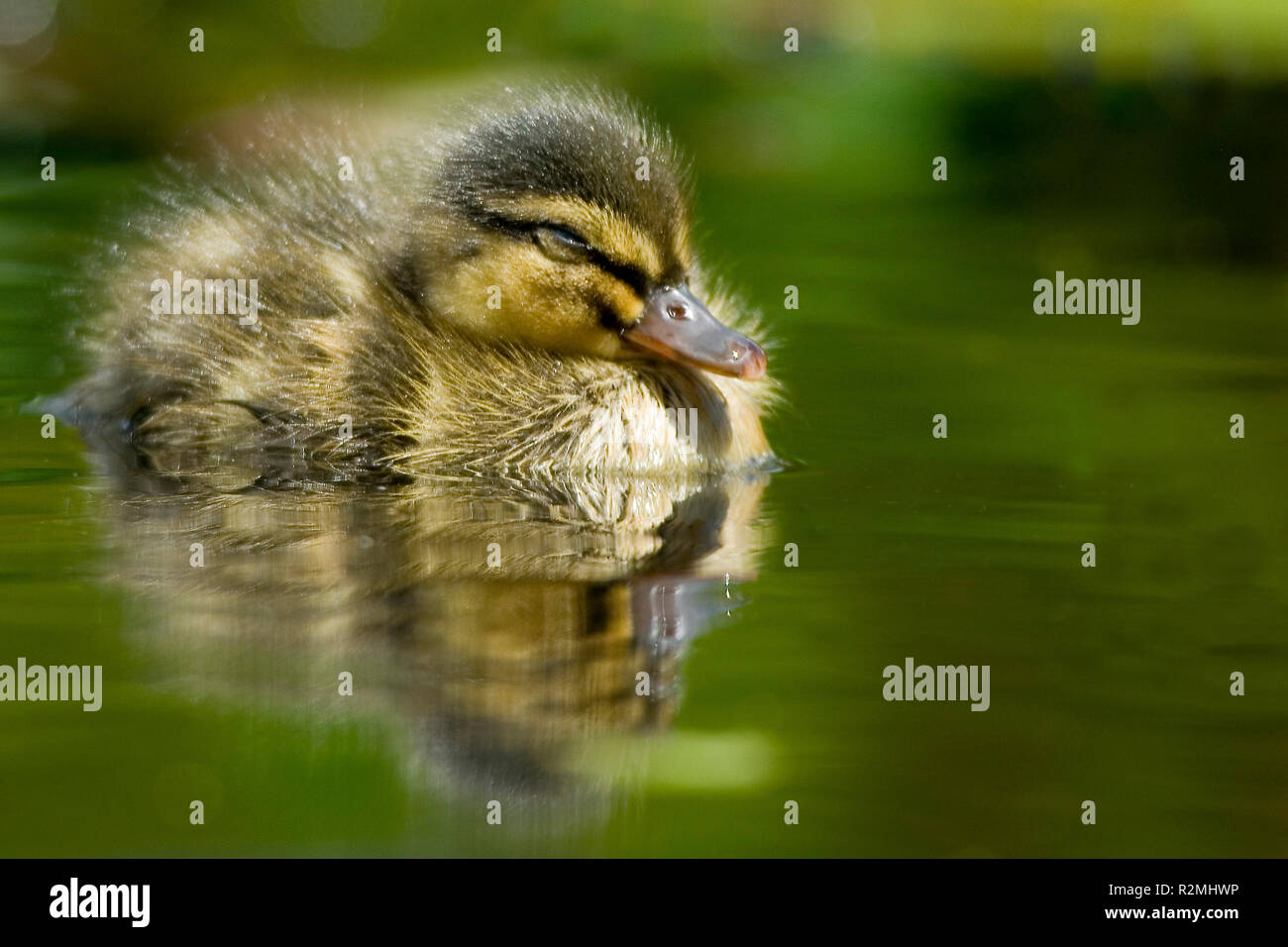 all my ducklings 03 Stock Photo - Alamy