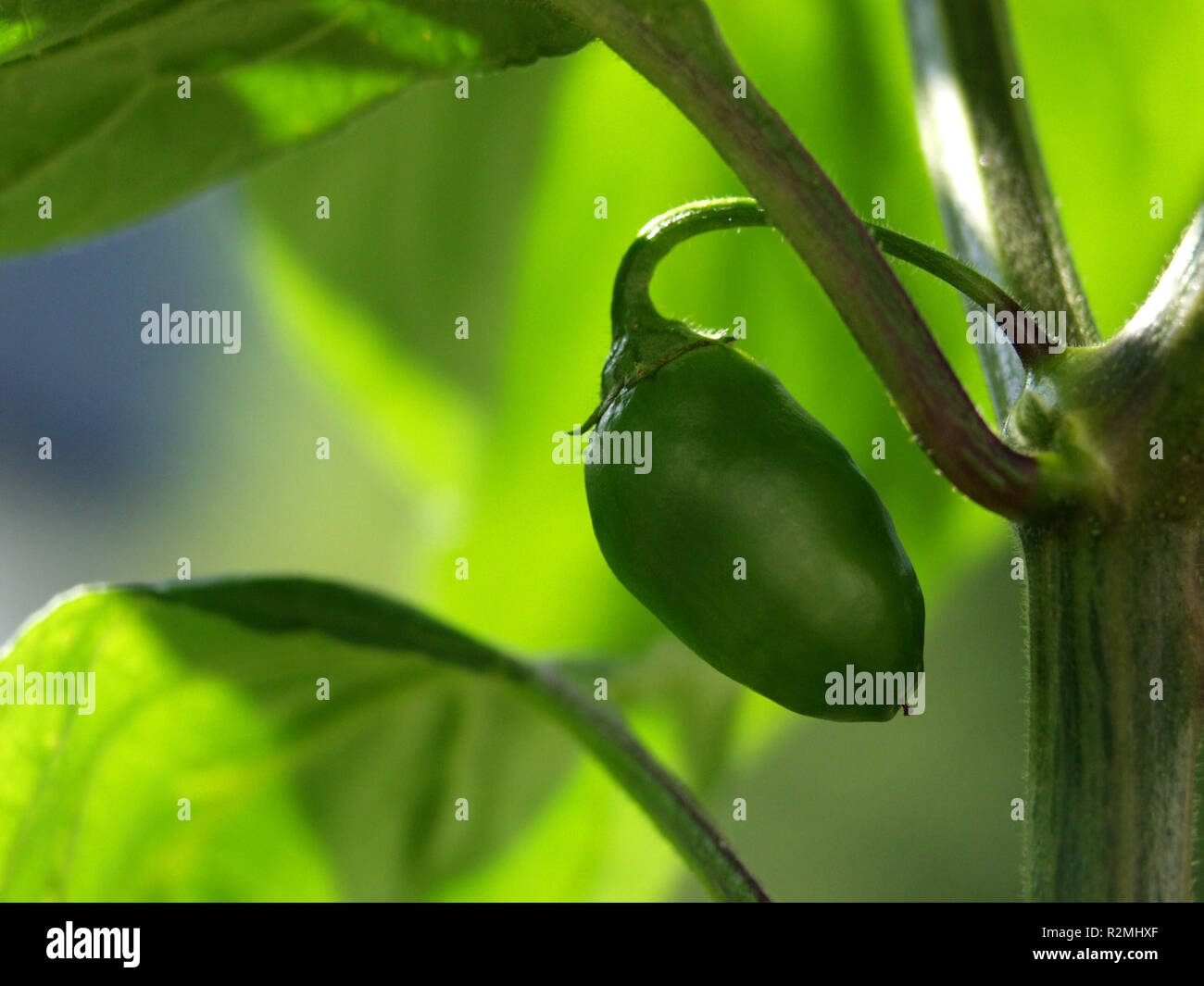 Capsicum pubescens hi-res stock photography and images - Alamy