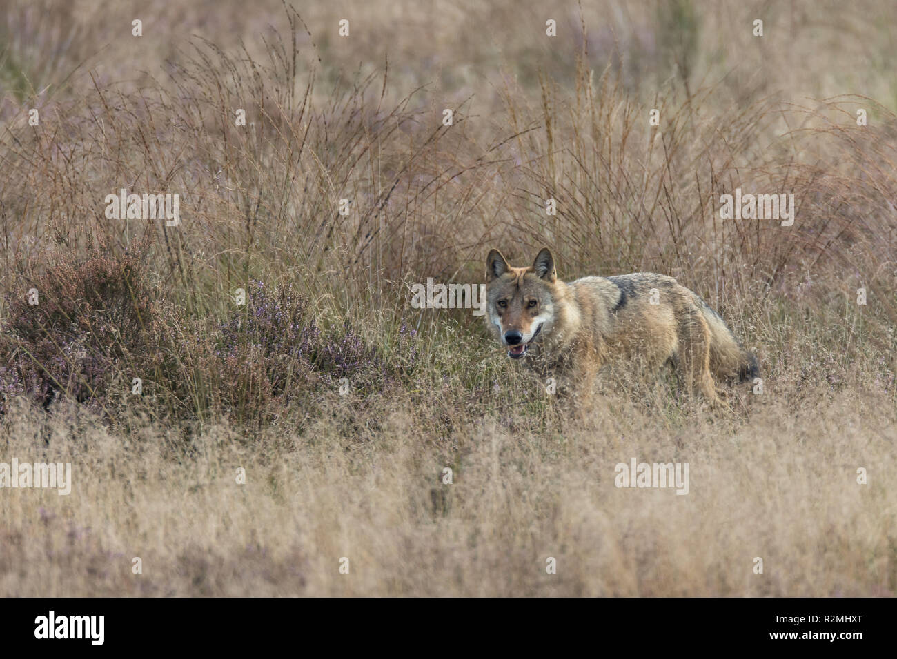Moor grass hi-res stock photography and images - Alamy