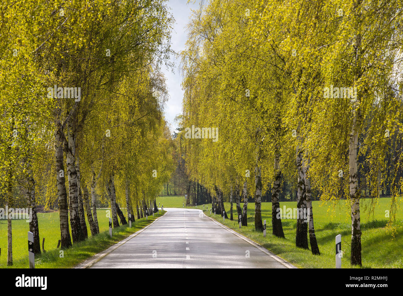 Avenue of silver trees hi-res stock photography and images - Alamy