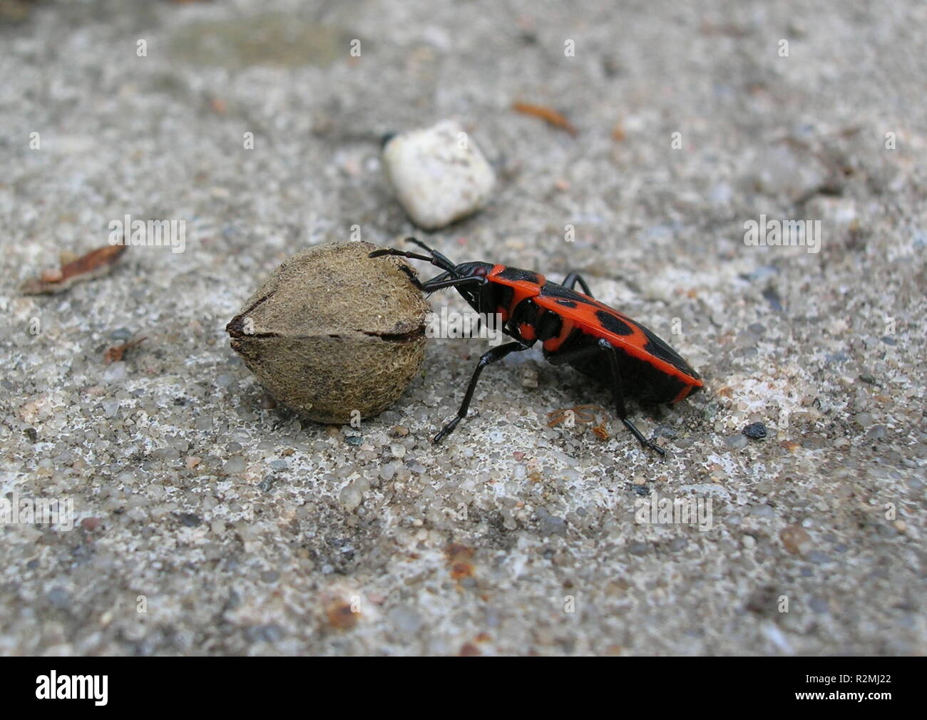 strong beetle iii Stock Photo - Alamy