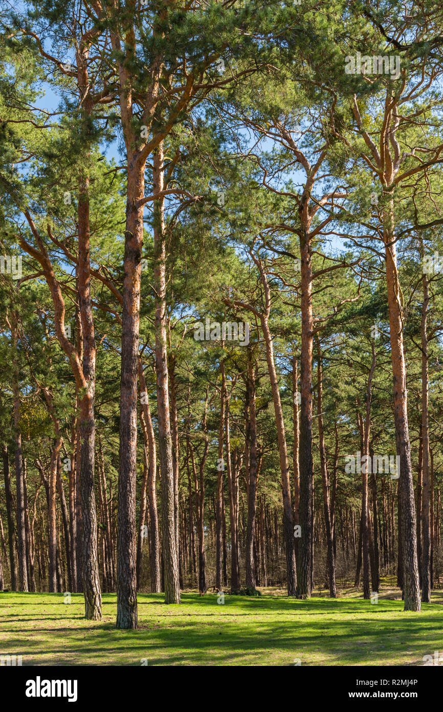 Meadow tall grass trees hi-res stock photography and images - Alamy