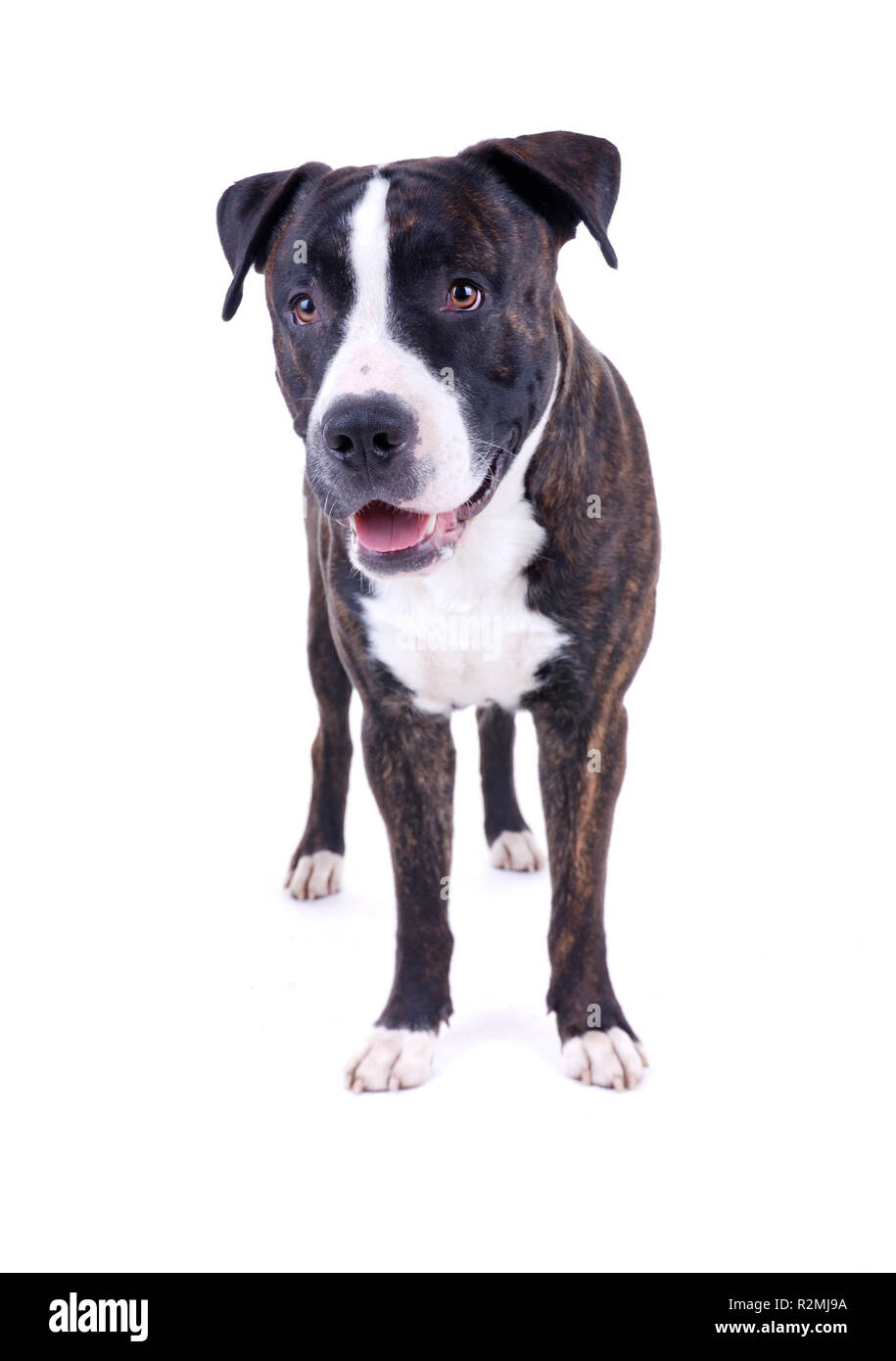Labrador bullterrier mix hi-res stock photography and images - Alamy
