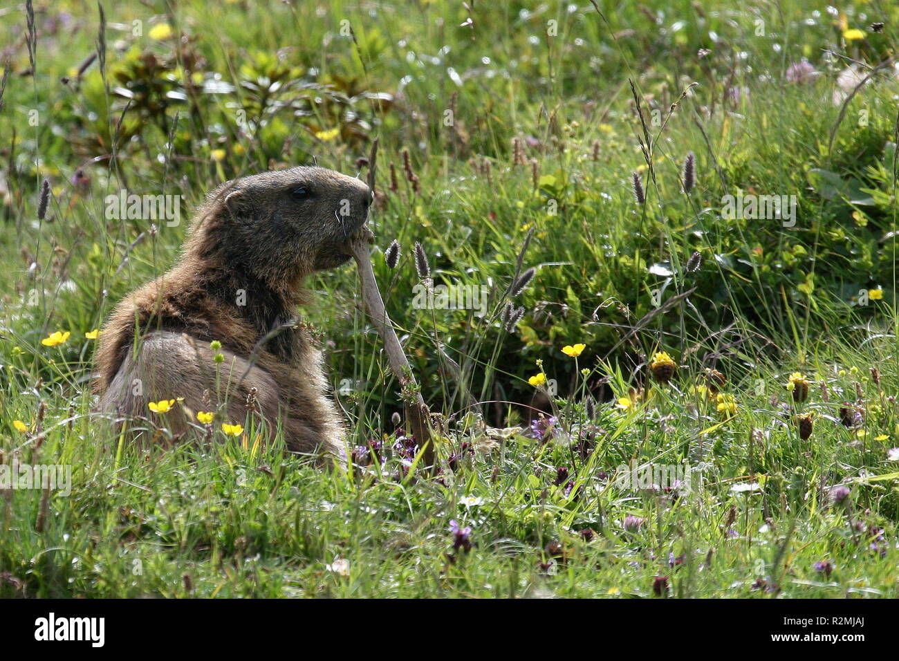 Marmot skin hi-res stock photography and images - Alamy