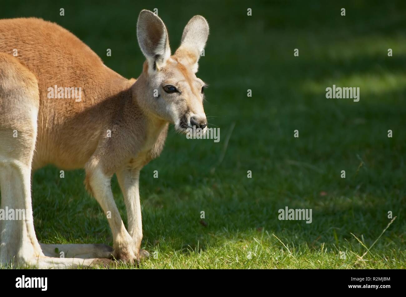 Kangaroo ears hi-res stock photography and images - Alamy
