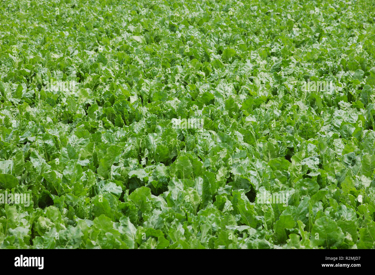 Monokutlur hi-res stock photography and images - Alamy