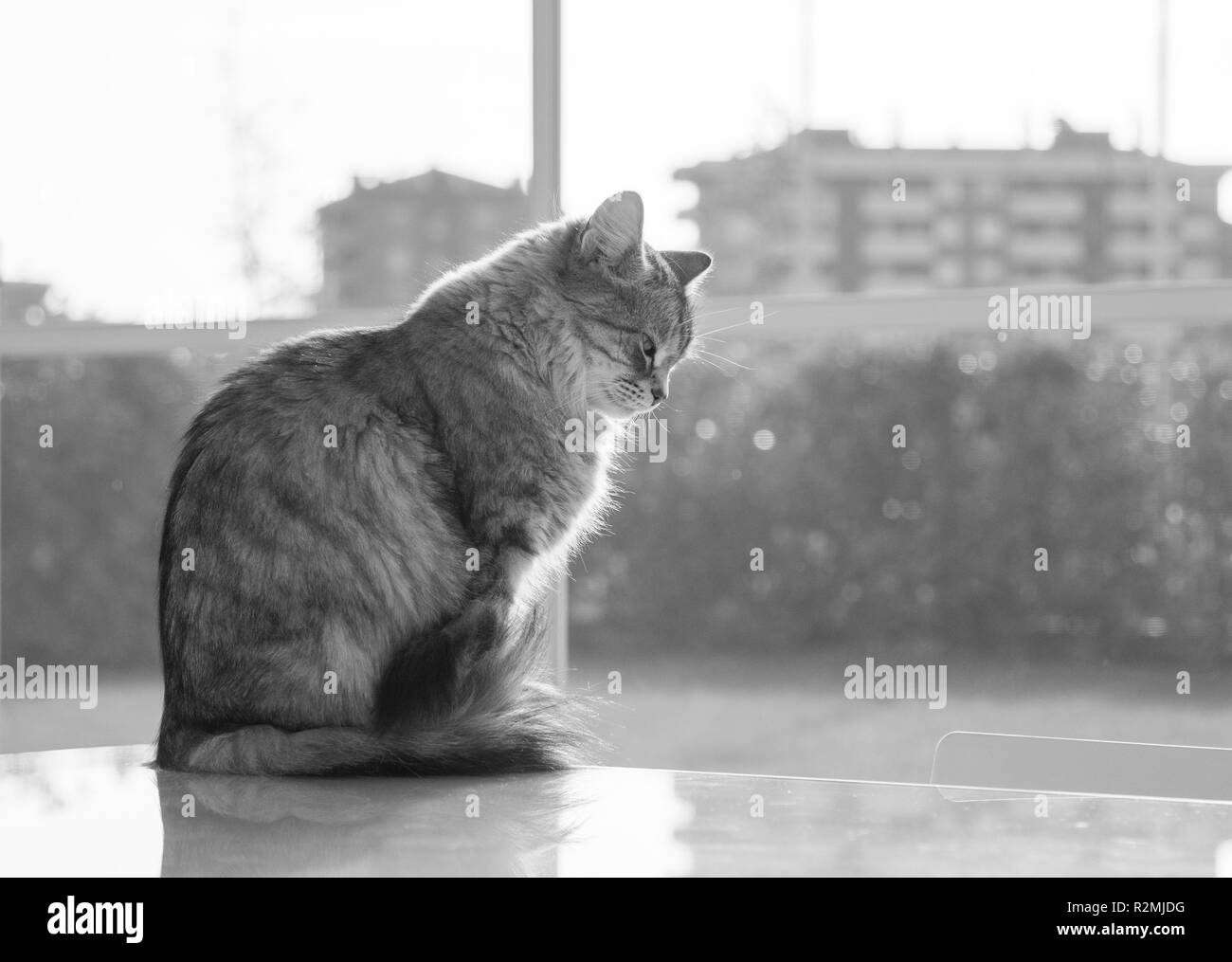 Beautiful Long Haired Cat Of Siberian Breed Outdoor On A Table Female
