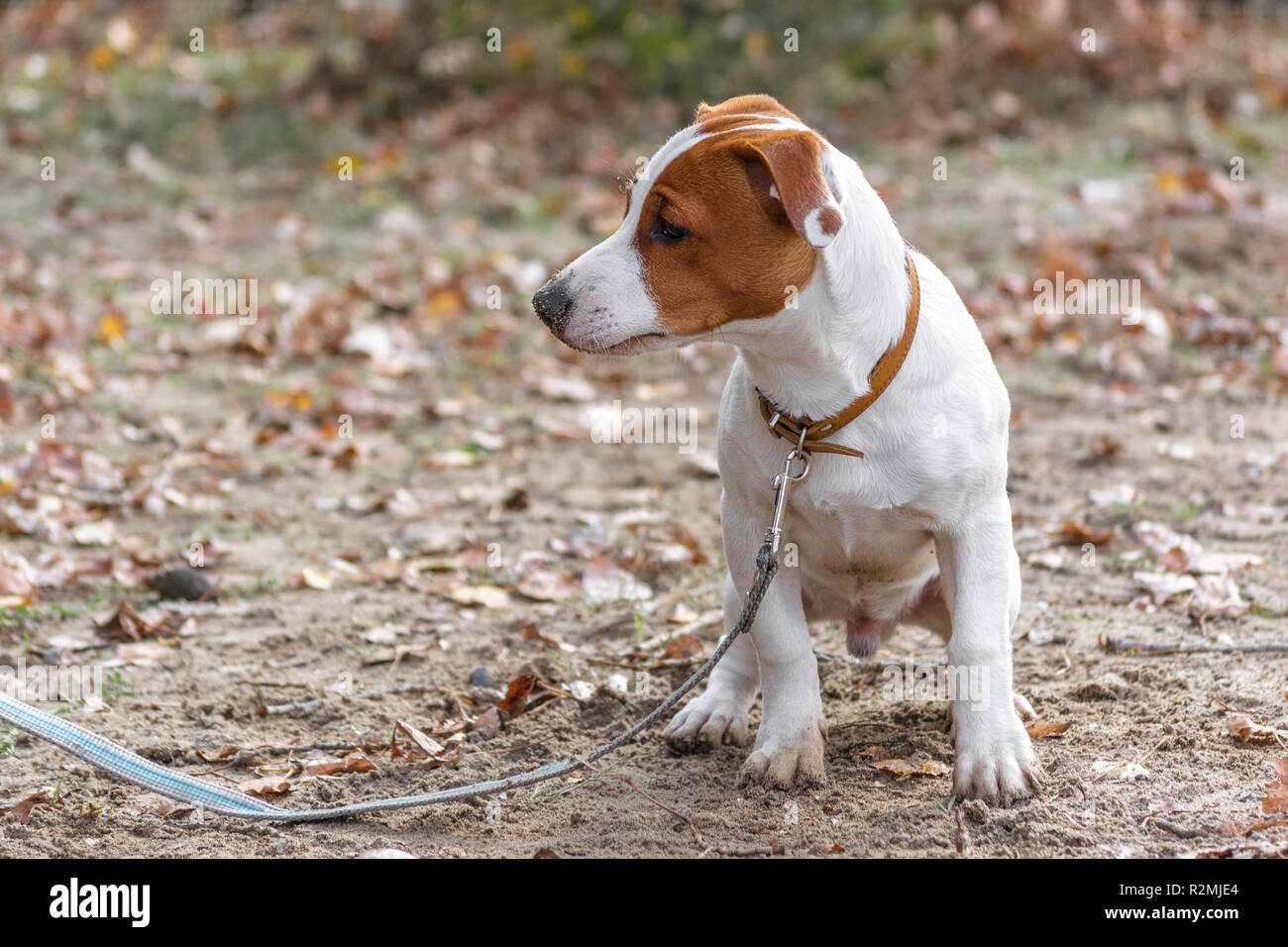 Portrait sad purebred jack hi-res stock photography and images - Alamy