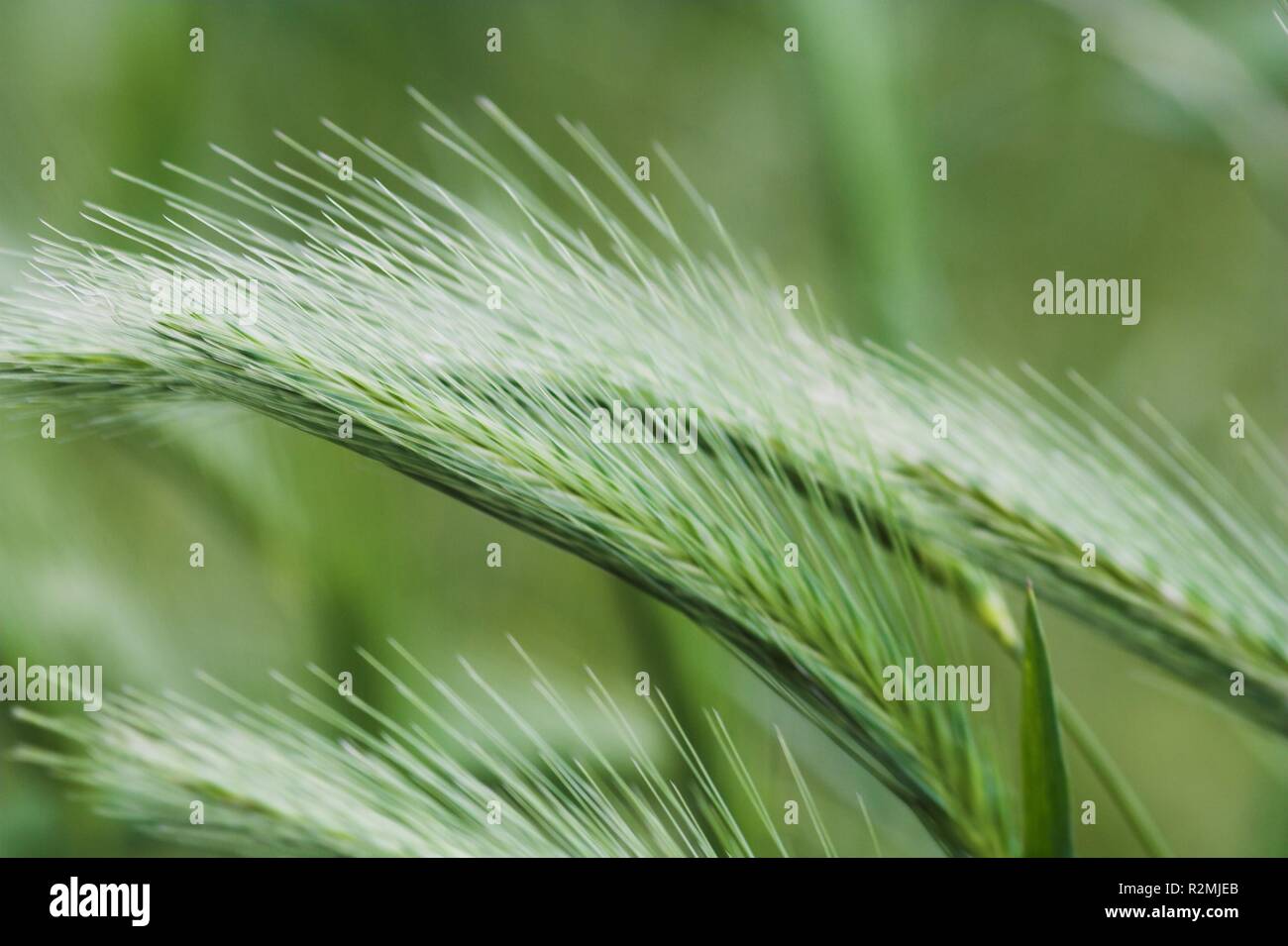 Wilde gerste hi-res stock photography and images - Alamy