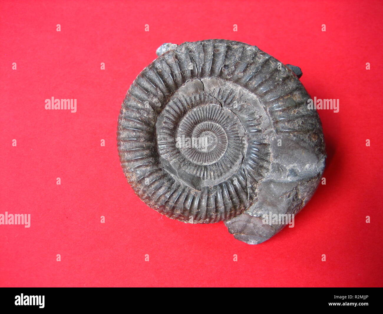 Petrified fossilization fossil fossils hi-res stock photography and ...