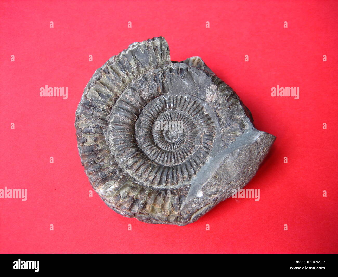 Petrified fossilization fossil fossils hi-res stock photography and ...