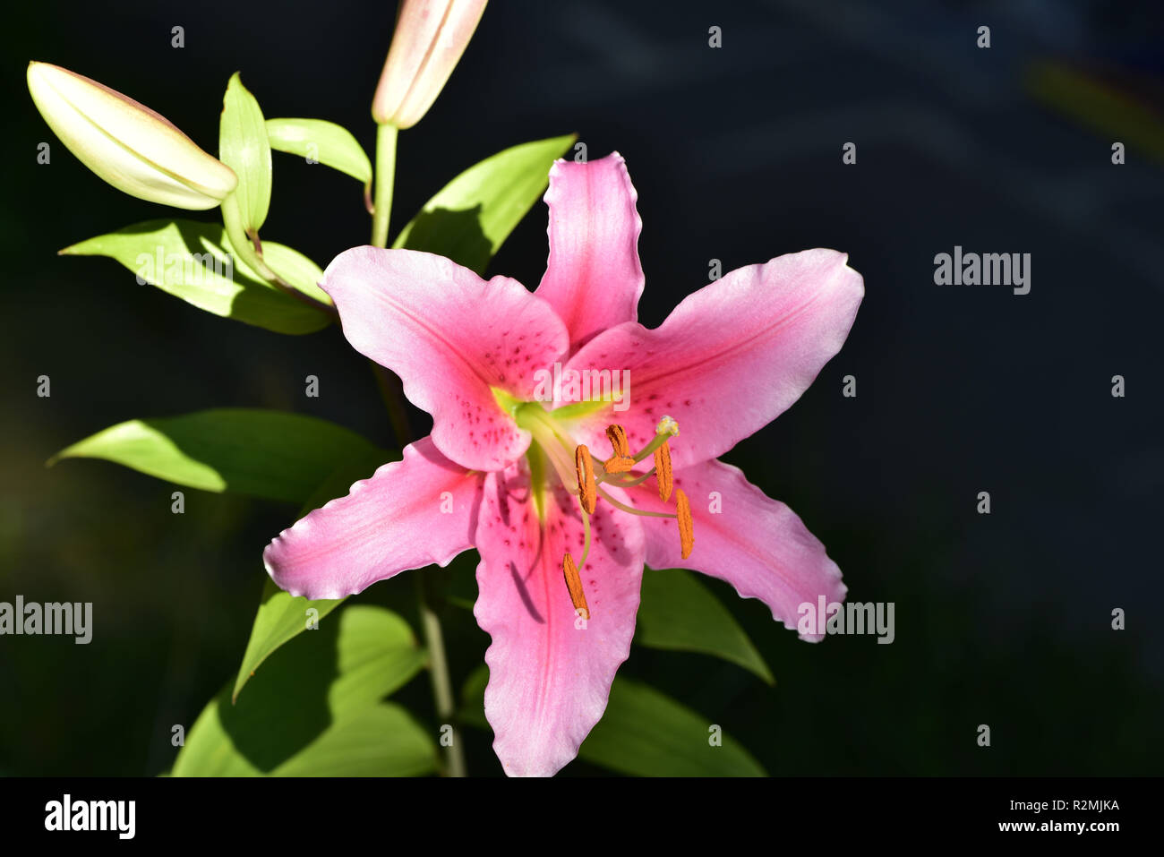 Fire lily hi-res stock photography and images - Alamy
