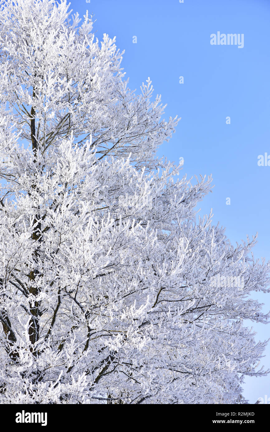White alder trees hi-res stock photography and images - Alamy