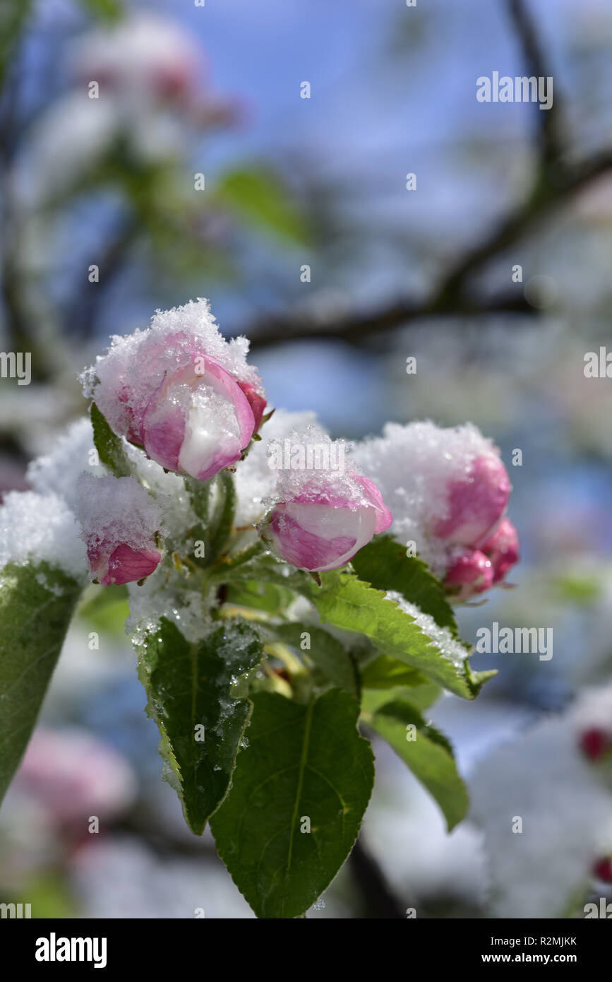Snow white apple hi-res stock photography and images - Alamy