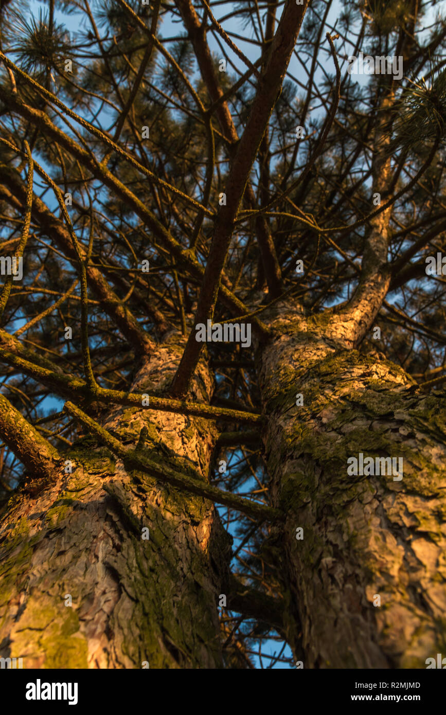 Trees close together hi-res stock photography and images - Alamy