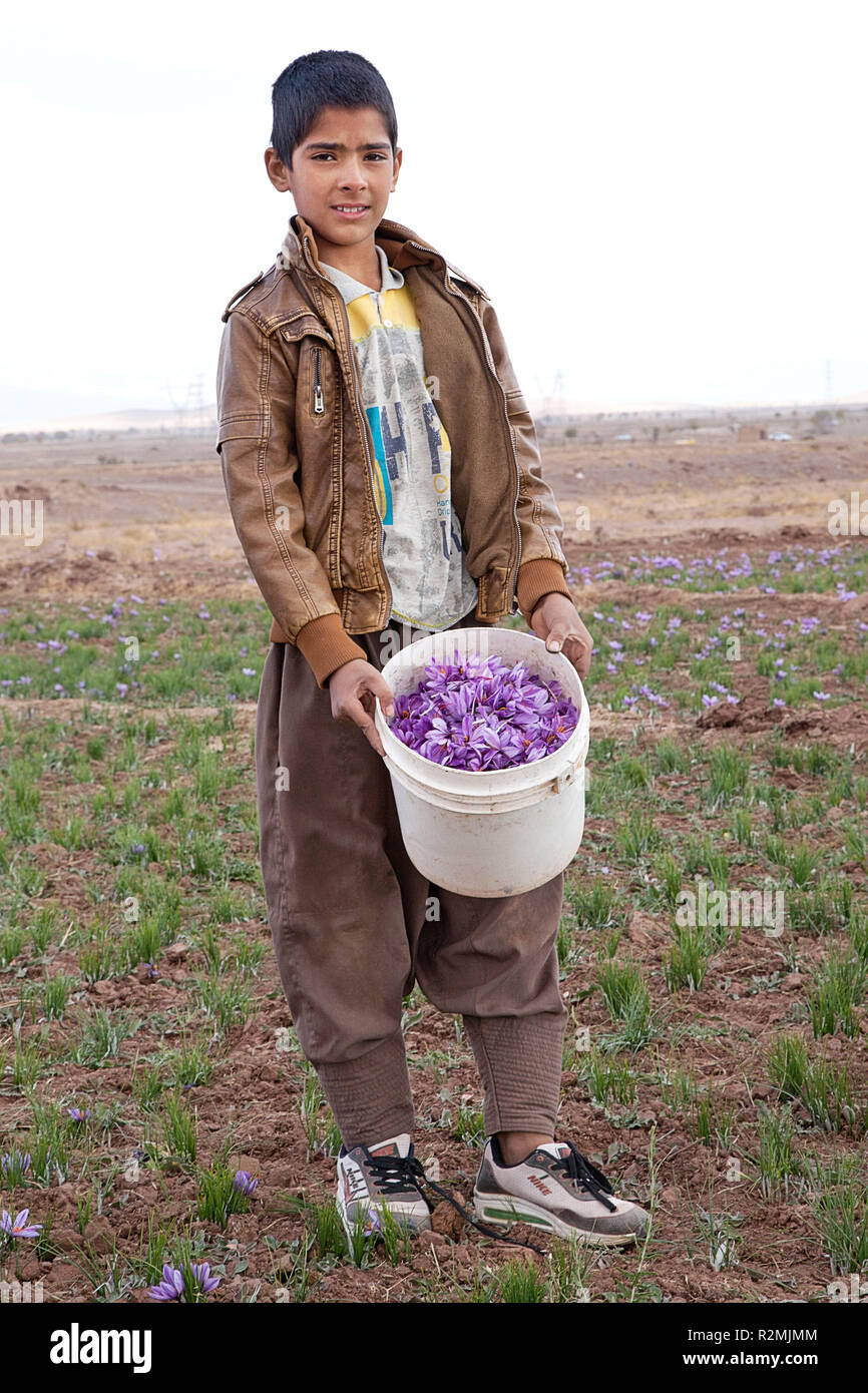 This boy helps his family with the saffron harvest in Torbat, Torbat is ...