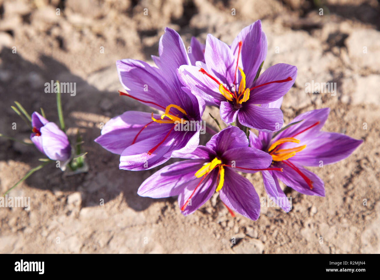 Saffron field hi-res stock photography and images - Alamy