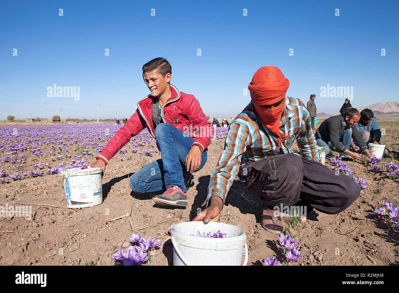 Saffron harvest hi-res stock photography and images - Alamy