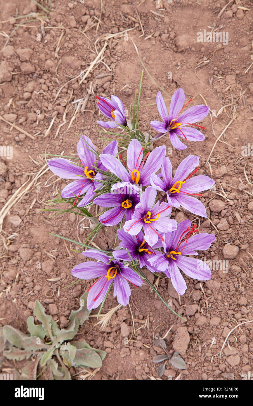 Saffron exporter hi-res stock photography and images - Alamy