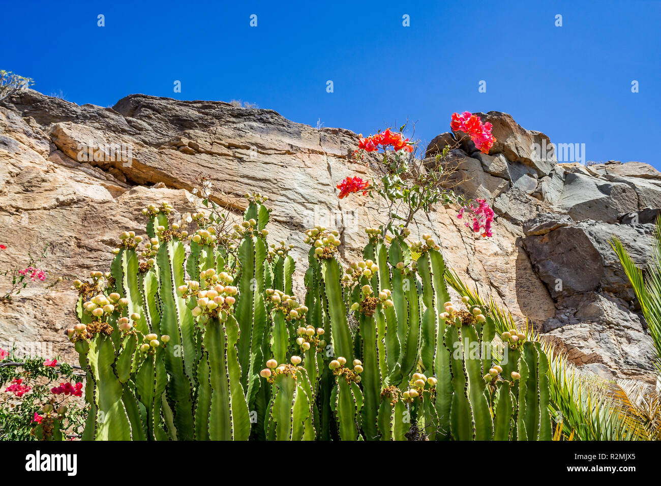 Large flowering cactus against a barren rocky cliff Stock Photo - Alamy