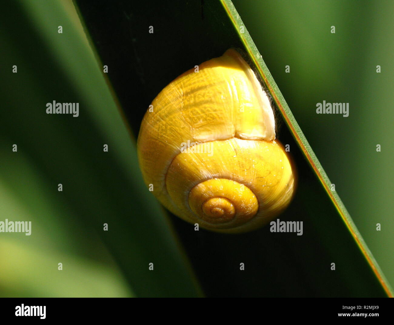 only a snail shell Stock Photo - Alamy