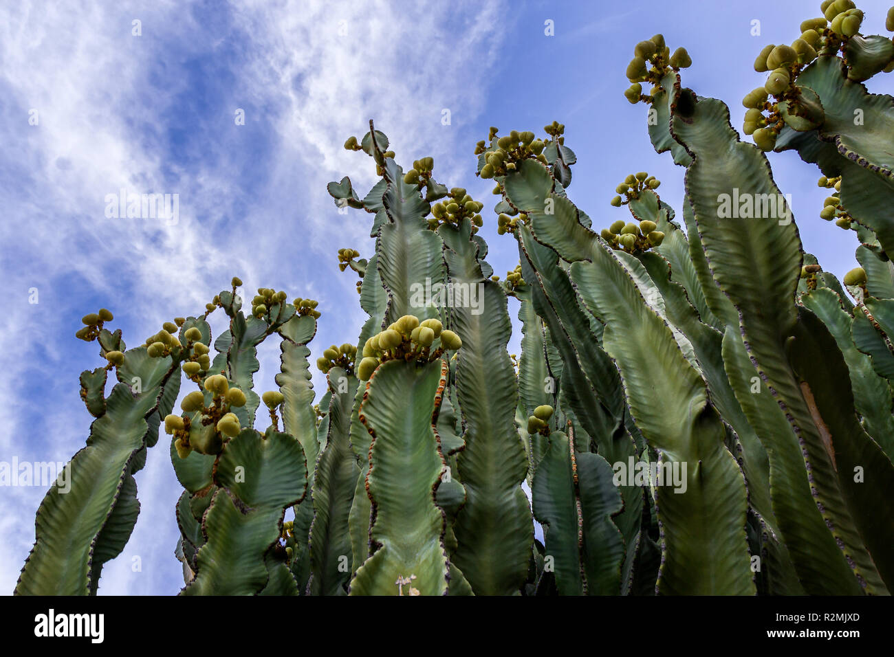 Large cacti with fruit reaching for a blue sky Stock Photo - Alamy