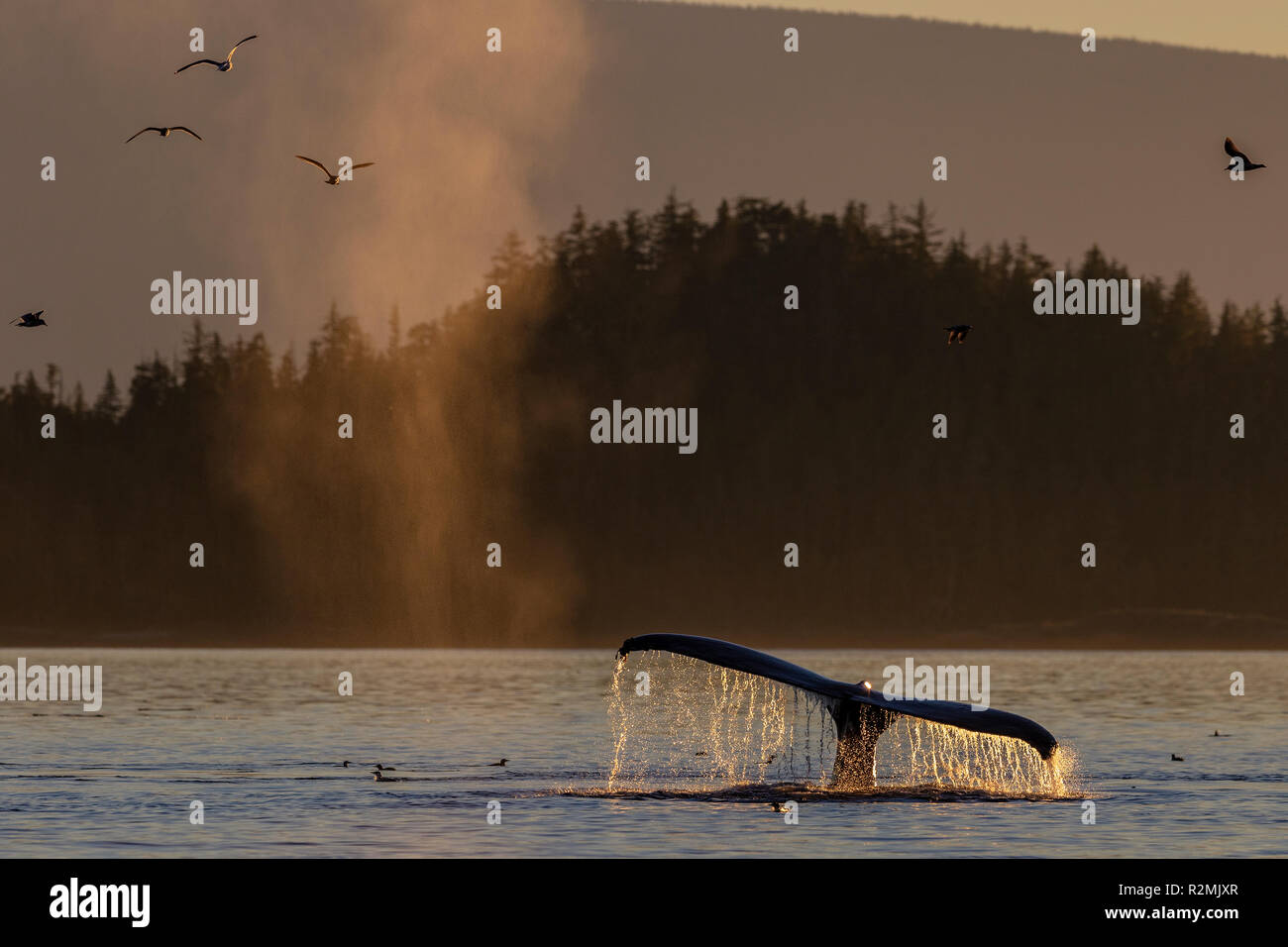 Feeding time. Humpback whales with seagulls during a peaceful sunset in ...