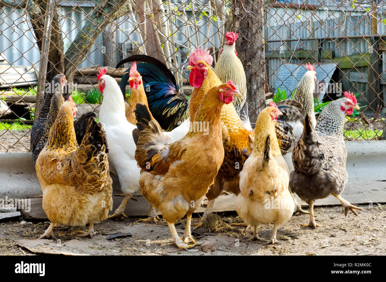 Chicken rural farm hi-res stock photography and images - Alamy