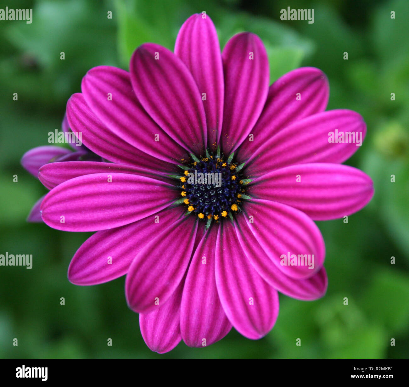 Flower blum hi-res stock photography and images - Alamy