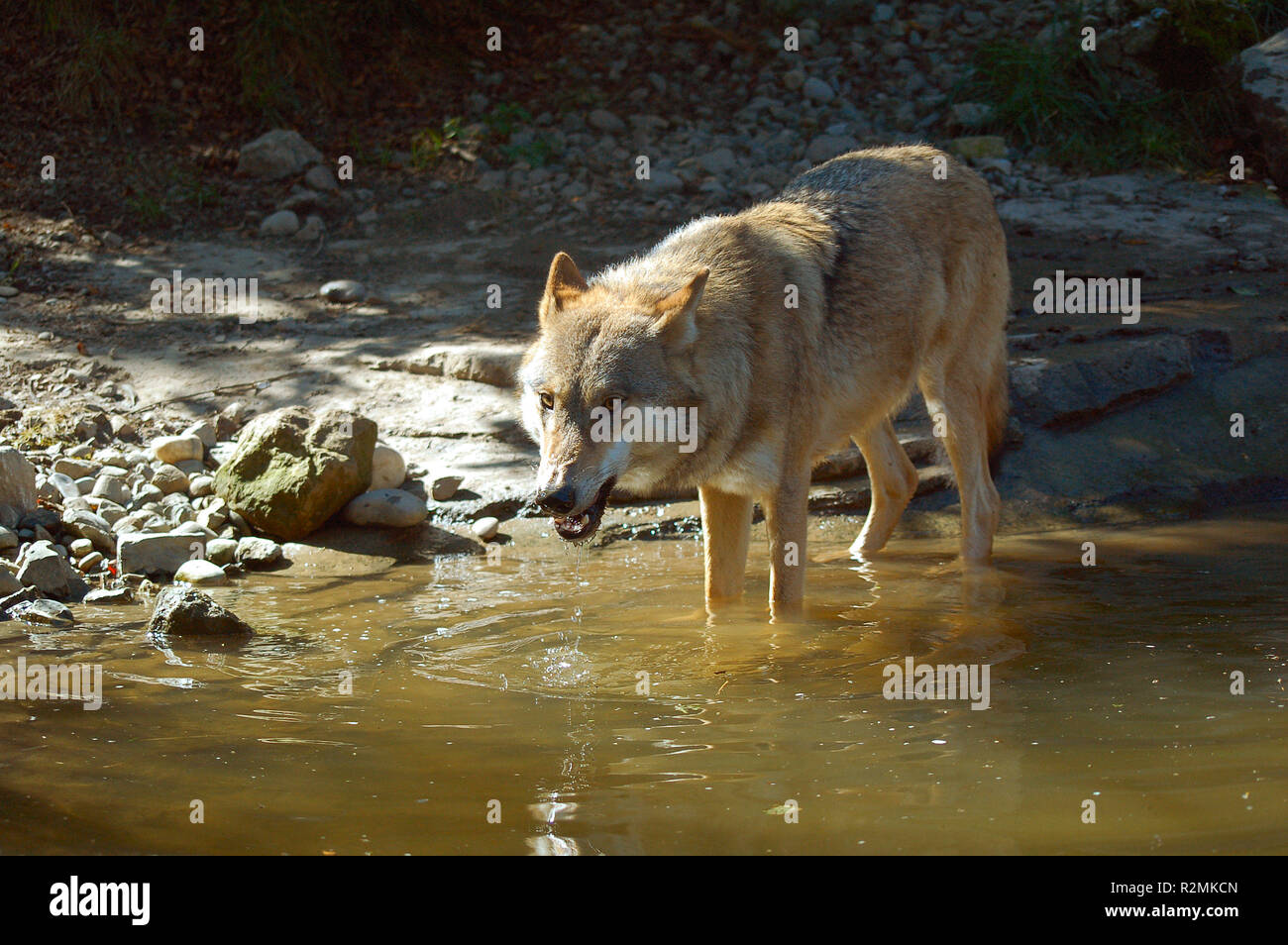 Or 7 wolf hi-res stock photography and images - Alamy
