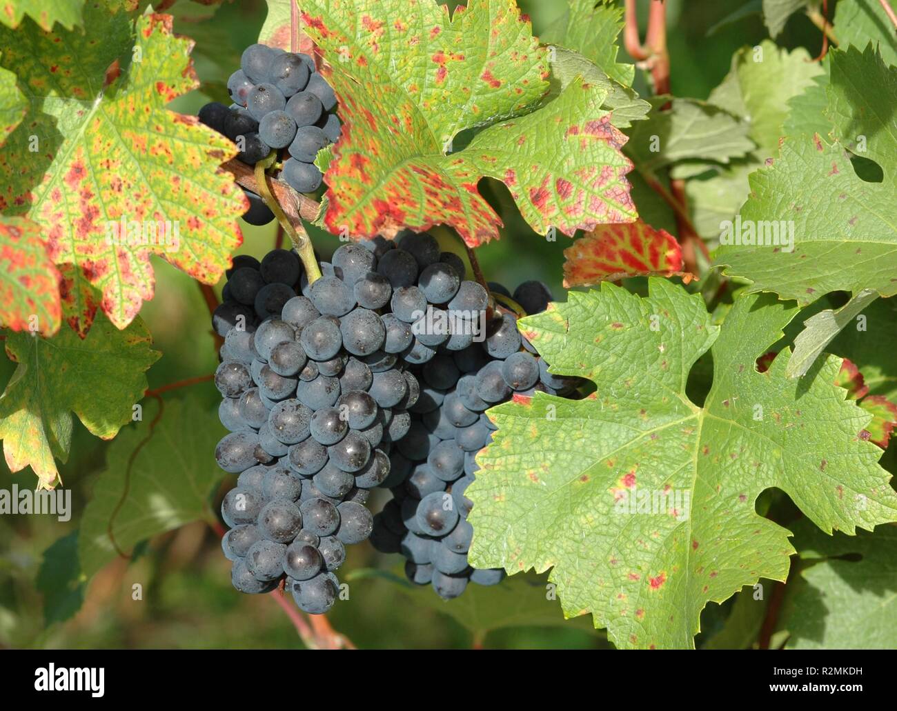 Pinot meunier vine hi-res stock photography and images - Alamy
