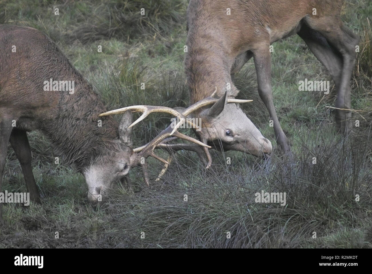 Stag battle hi-res stock photography and images - Alamy