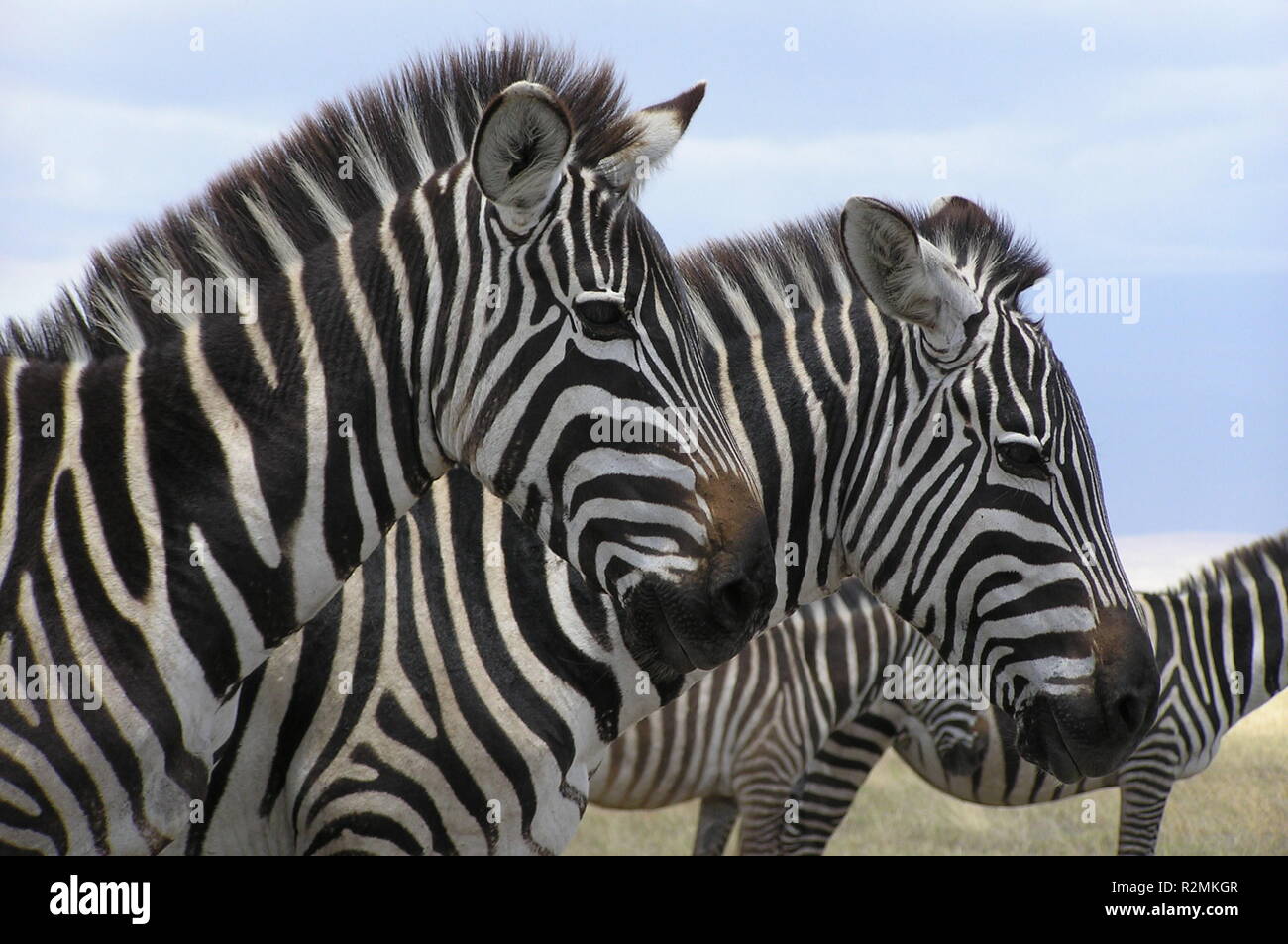 Pair of hoofed animals hi-res stock photography and images - Alamy