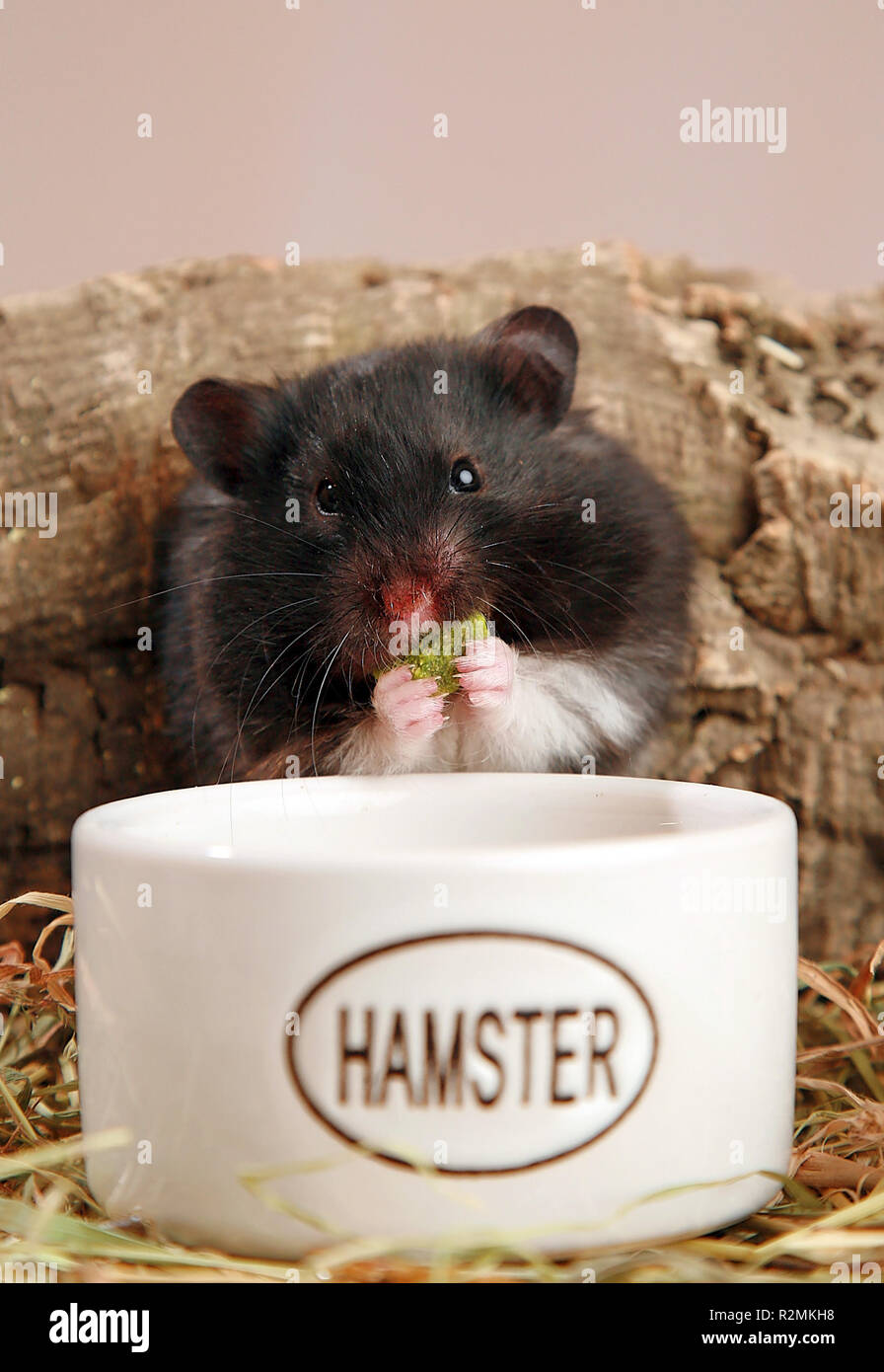 panda hamster 2 Stock Photo - Alamy