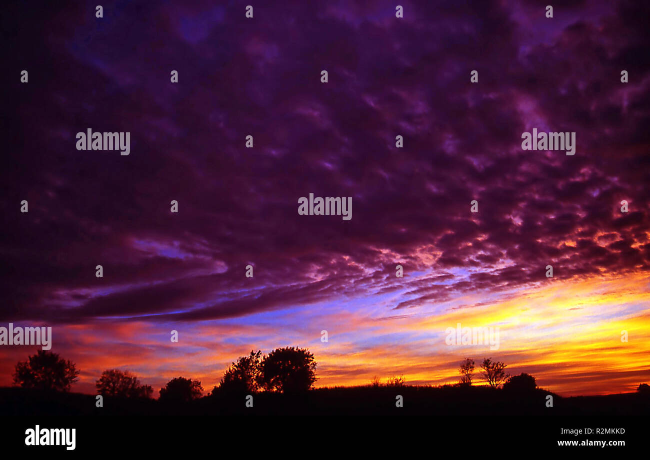 trees in the sunset Stock Photo - Alamy