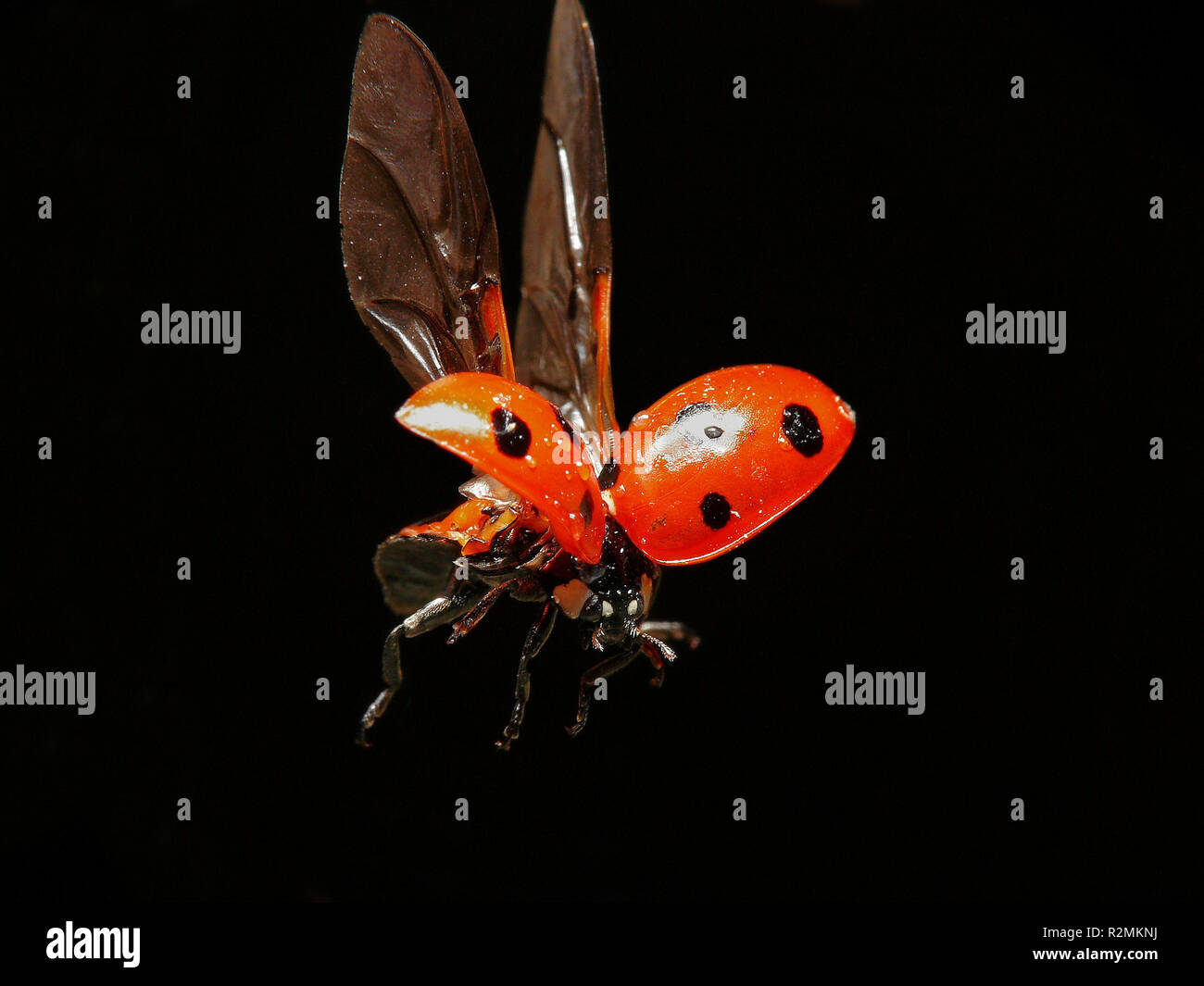 Ladybug flight hi-res stock photography and images - Alamy