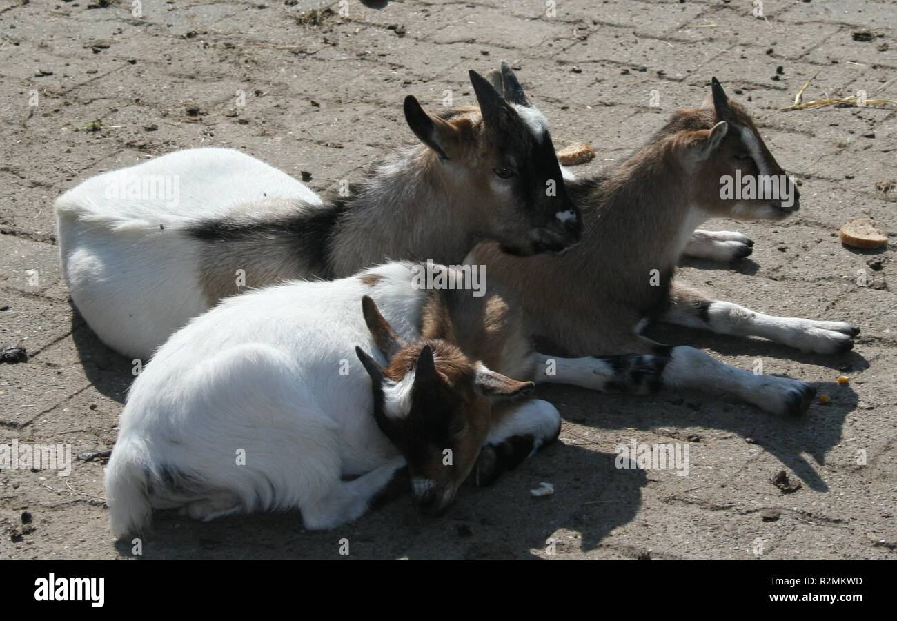 Goat sunbathing hi-res stock photography and images - Alamy