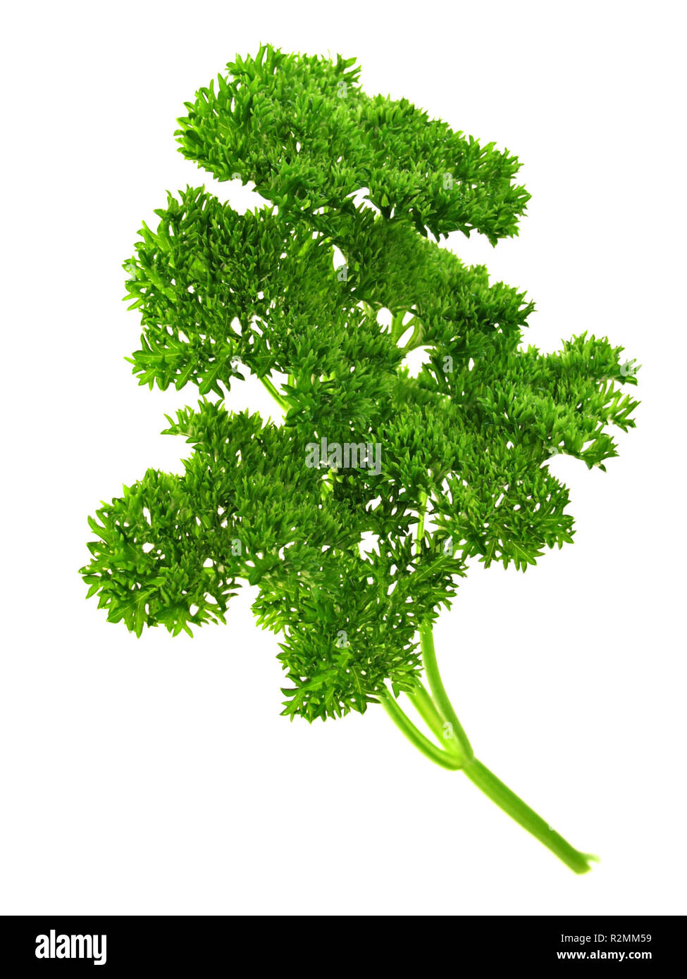 Peterling High Resolution Stock Photography and Images - Alamy