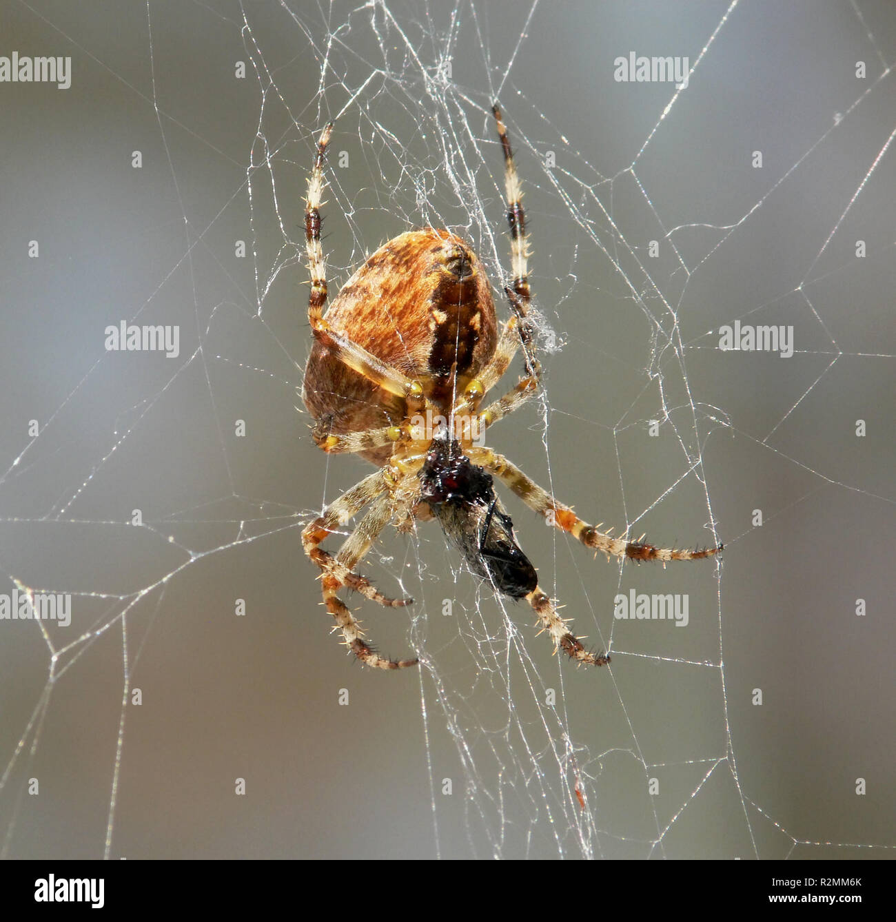 Spinnenfaden hi-res stock photography and images - Alamy
