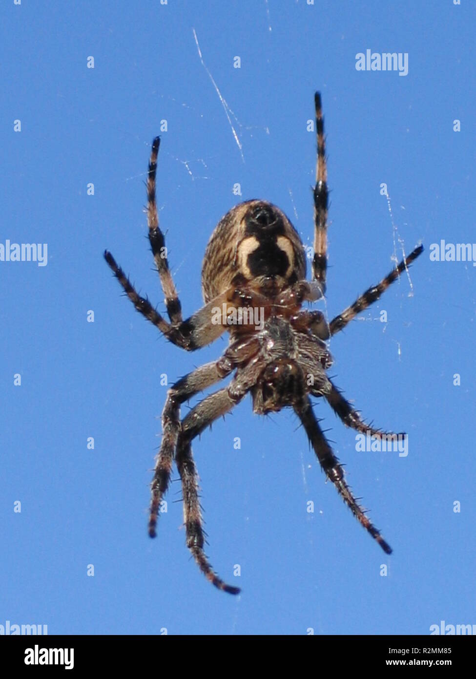 Floating spider hi-res stock photography and images - Alamy