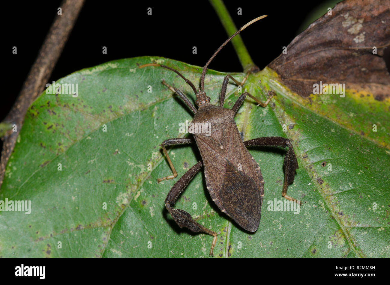 Leaf-footed Bug, Acanthocephala terminalis Stock Photo - Alamy